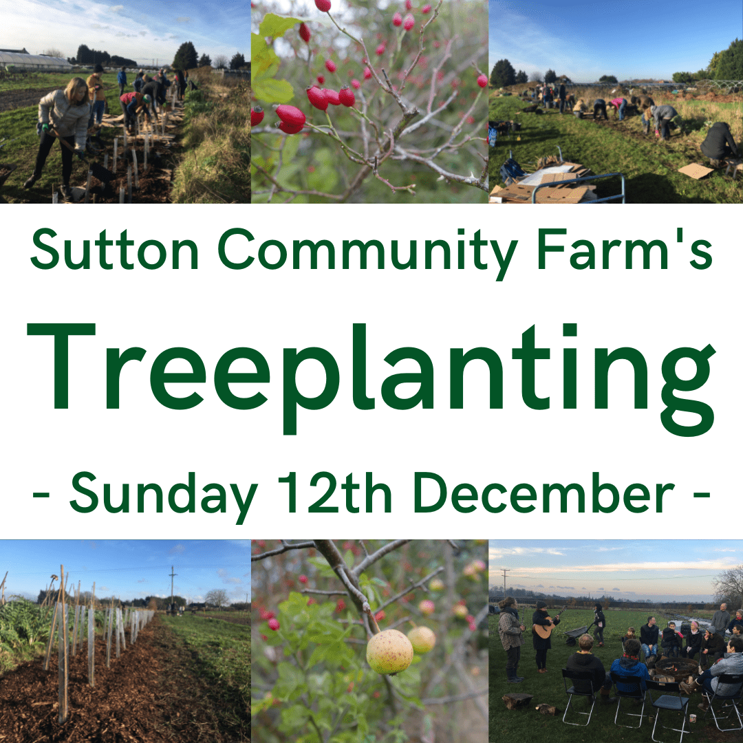 Treeplanting Day - Sunday 12th December 2021 - Sutton Community Farm Treeplanting Day - Sunday 12th December 2021 - Sutton Community Farm